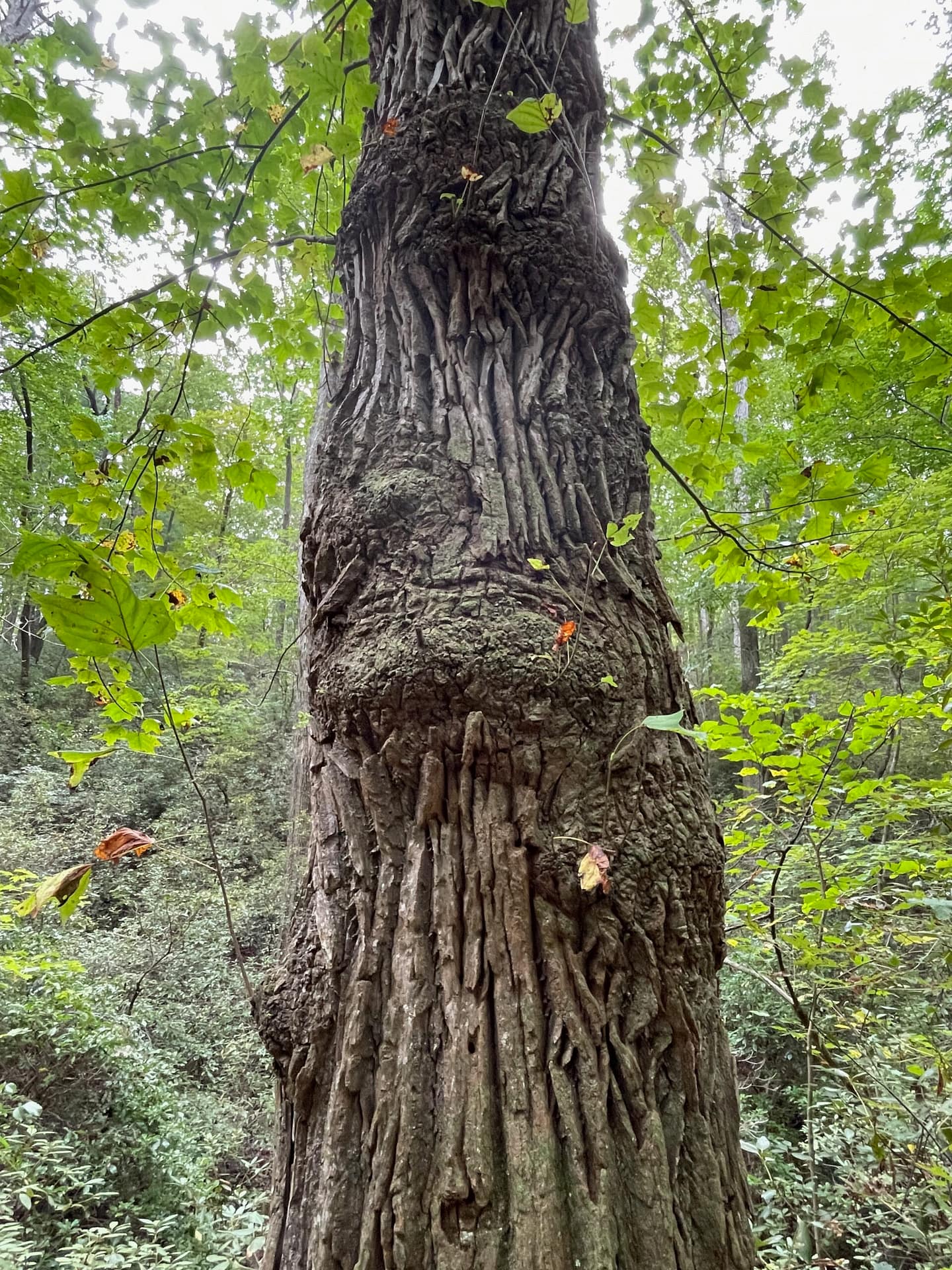 Dead Man Branch Trail - Rebecca's Ponderings